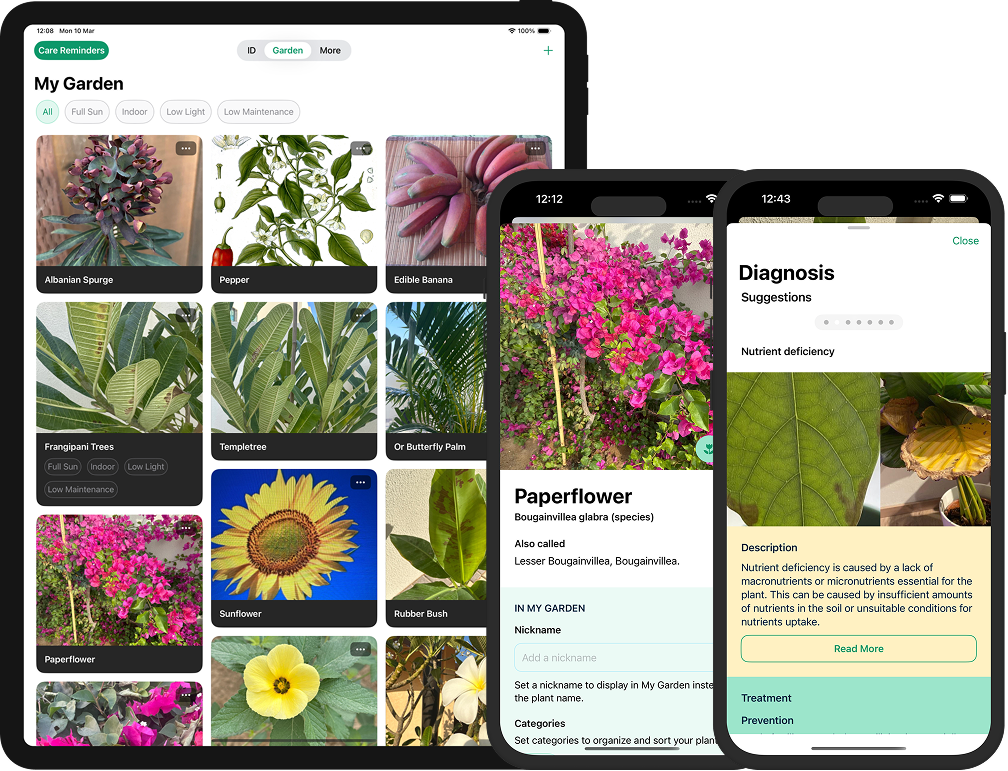 Free Plant Identifier Identify Plants With Pictures 